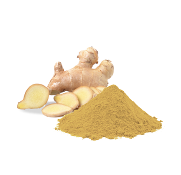 Premium Ginger Powder – Pure & Intense Flavor! - YEARRAKARN CO., LTD.
